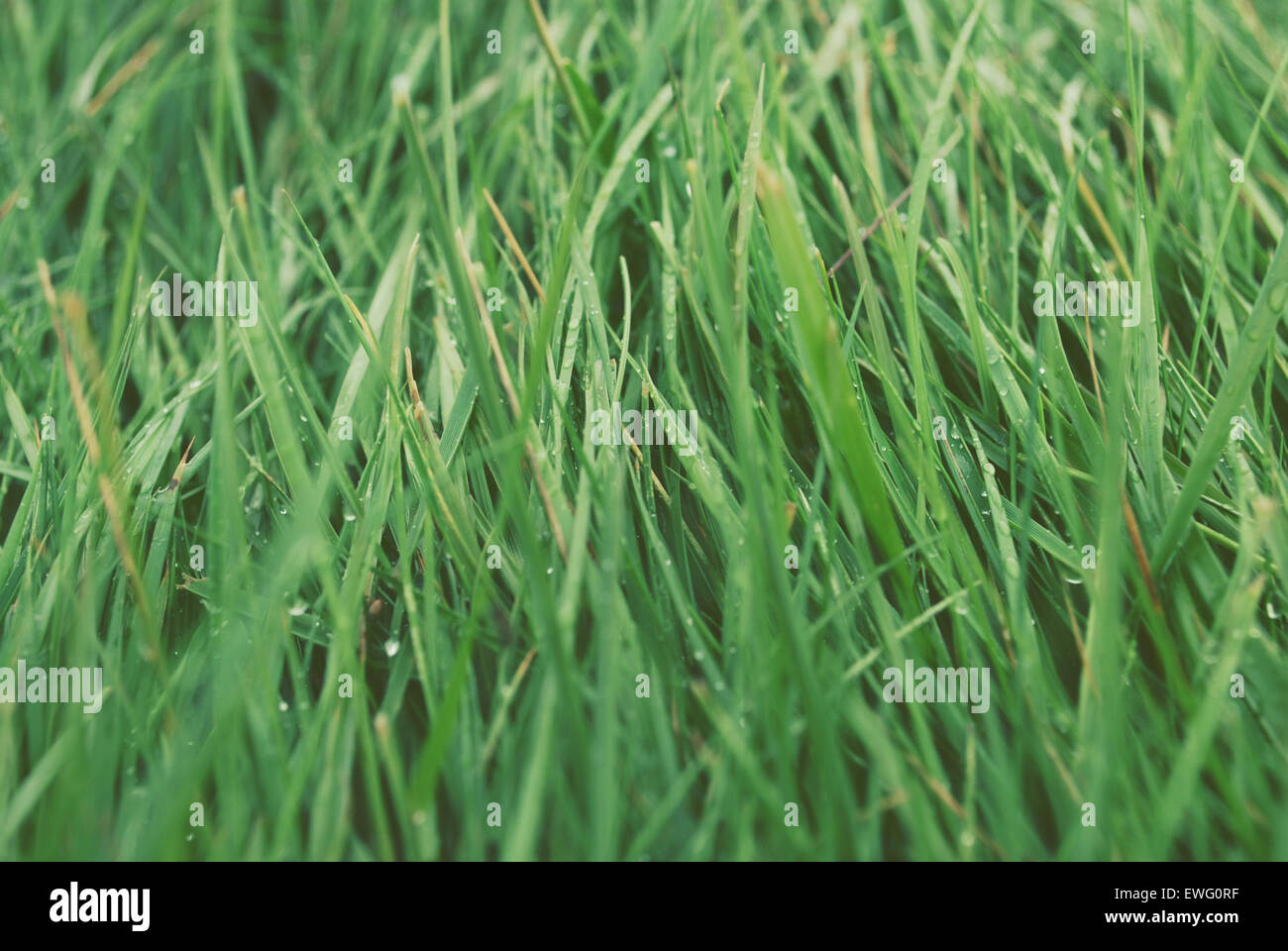 Grass texture immagini e fotografie stock ad alta risoluzione - Alamy