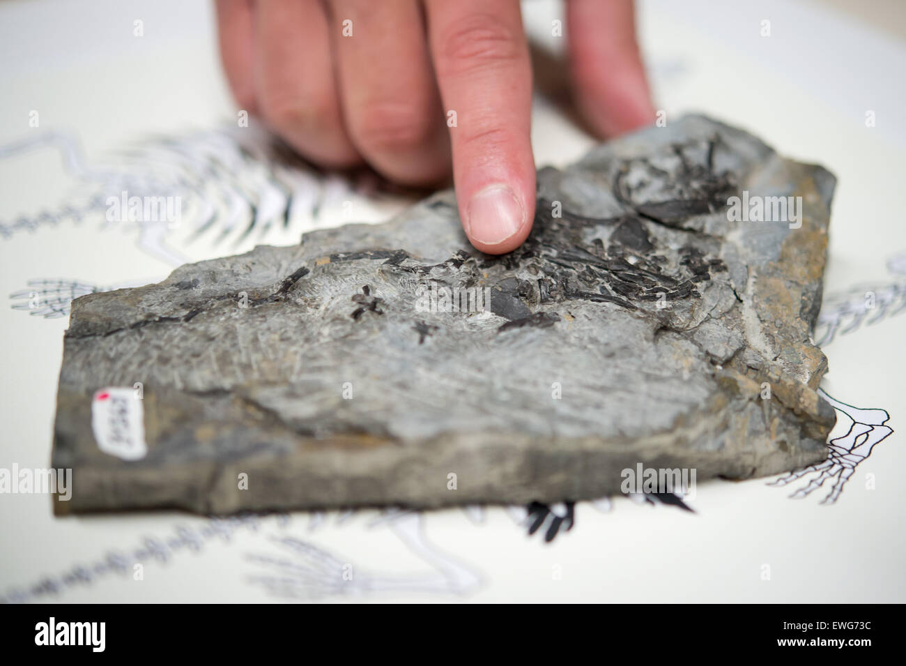 Fossile di tartaruga immagini e fotografie stock ad alta risoluzione ...