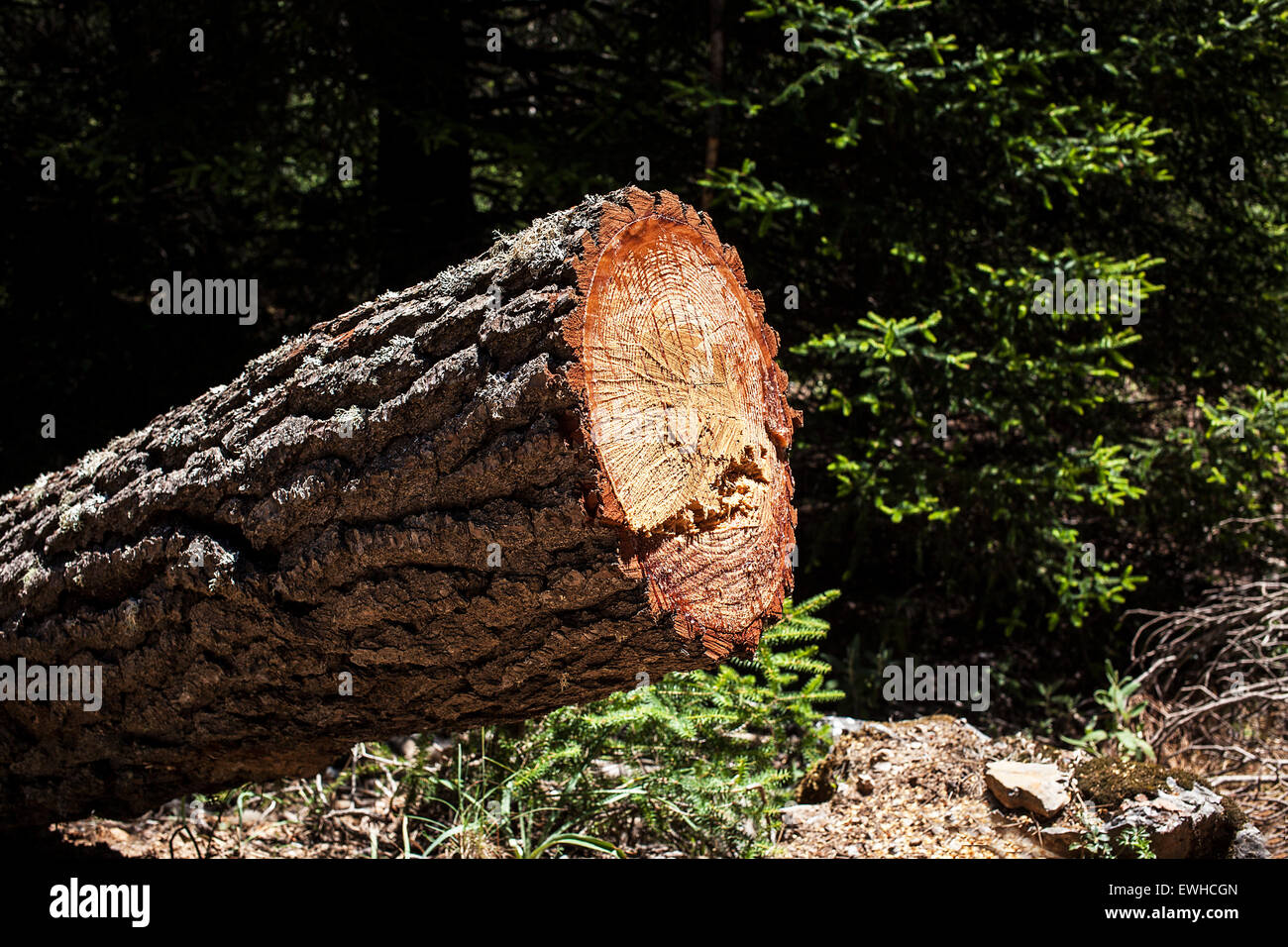 Tronco Pino tagliato con resina Foto stock - Alamy