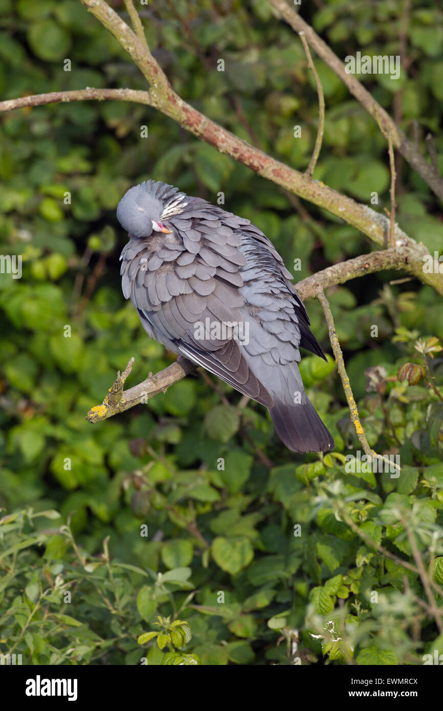 Alimentazione colombaccio immagini e fotografie stock ad alta ...