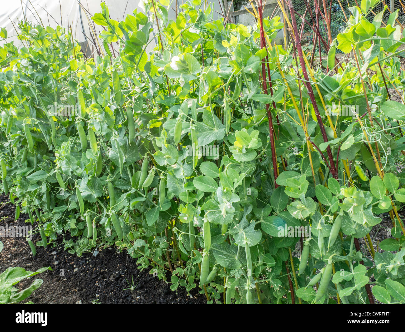 Pisello o pisello immagini e fotografie stock ad alta risoluzione - Alamy