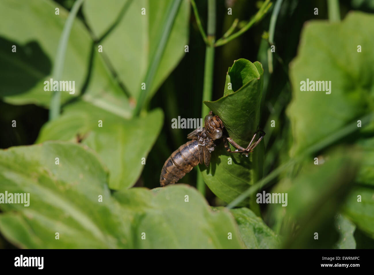 Ciclo di vita della libellula immagini e fotografie stock ad alta ...