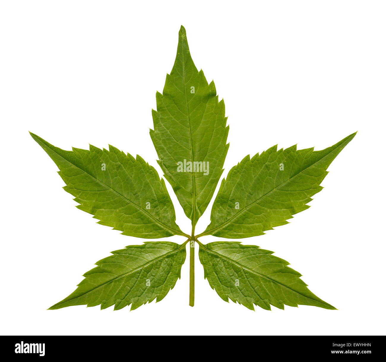 Cinque punte foglie di Albero isolato su sfondo bianco Foto stock - Alamy