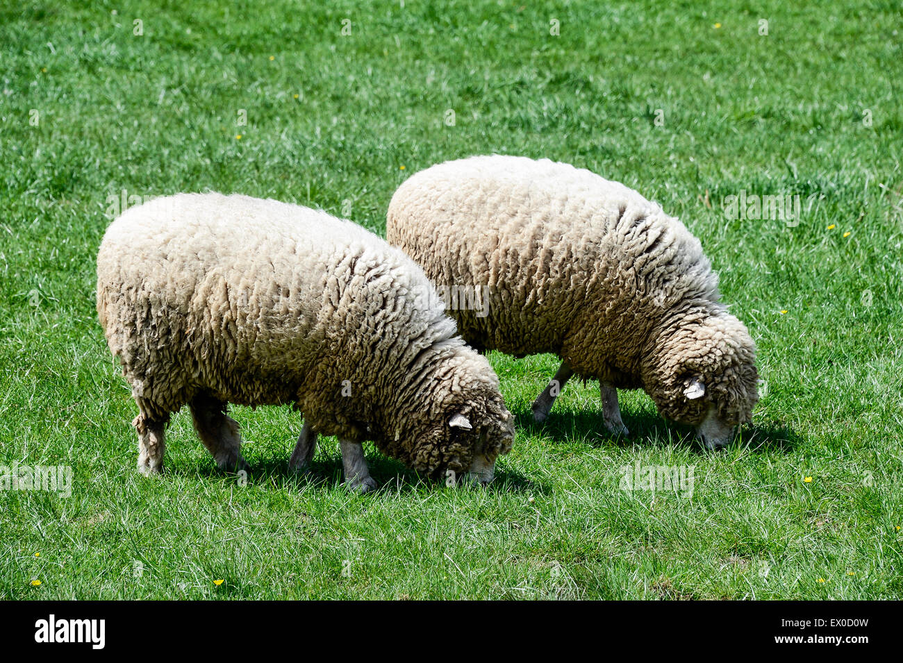 Animali al pascolo in campo immagini e fotografie stock ad alta ...
