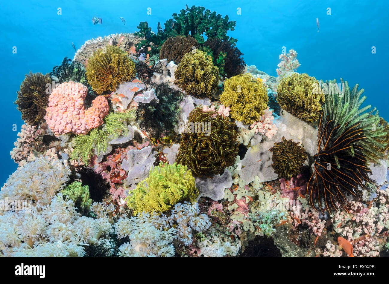 Crinoidi, Anneissia bennetti, e Comaster schlegelii, Anilao, Batangas ...