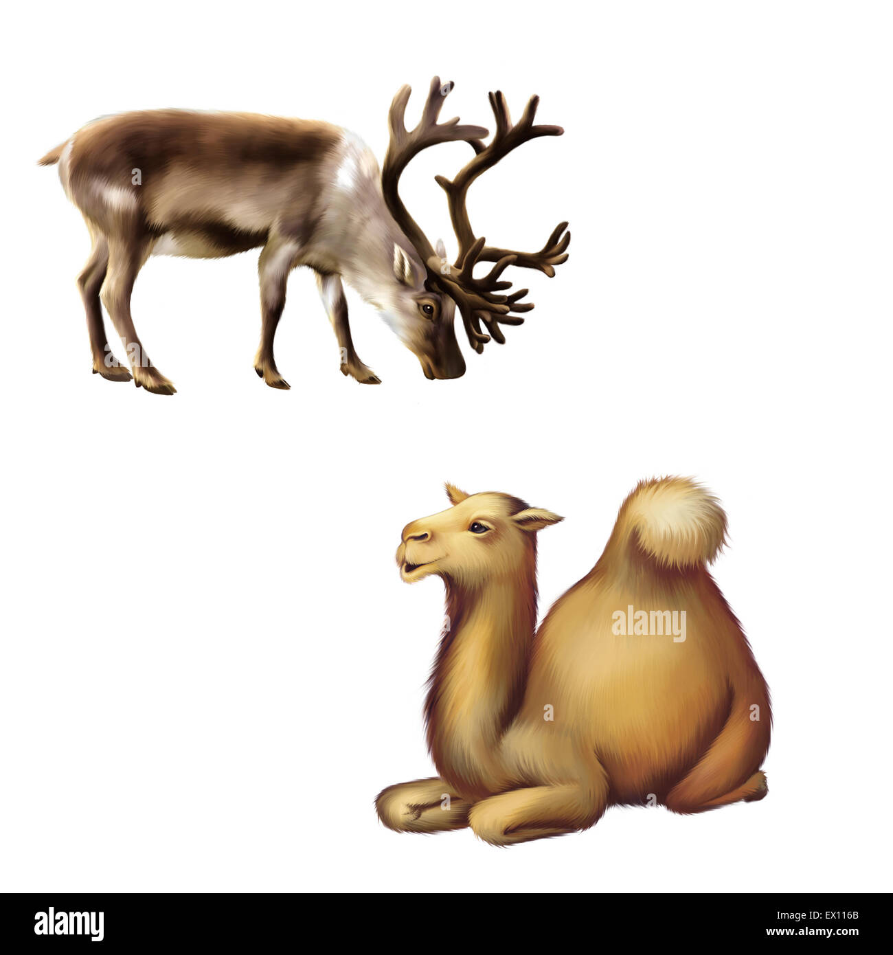 Giovane capra animale capretto animali mammifero di capra Immagini ...