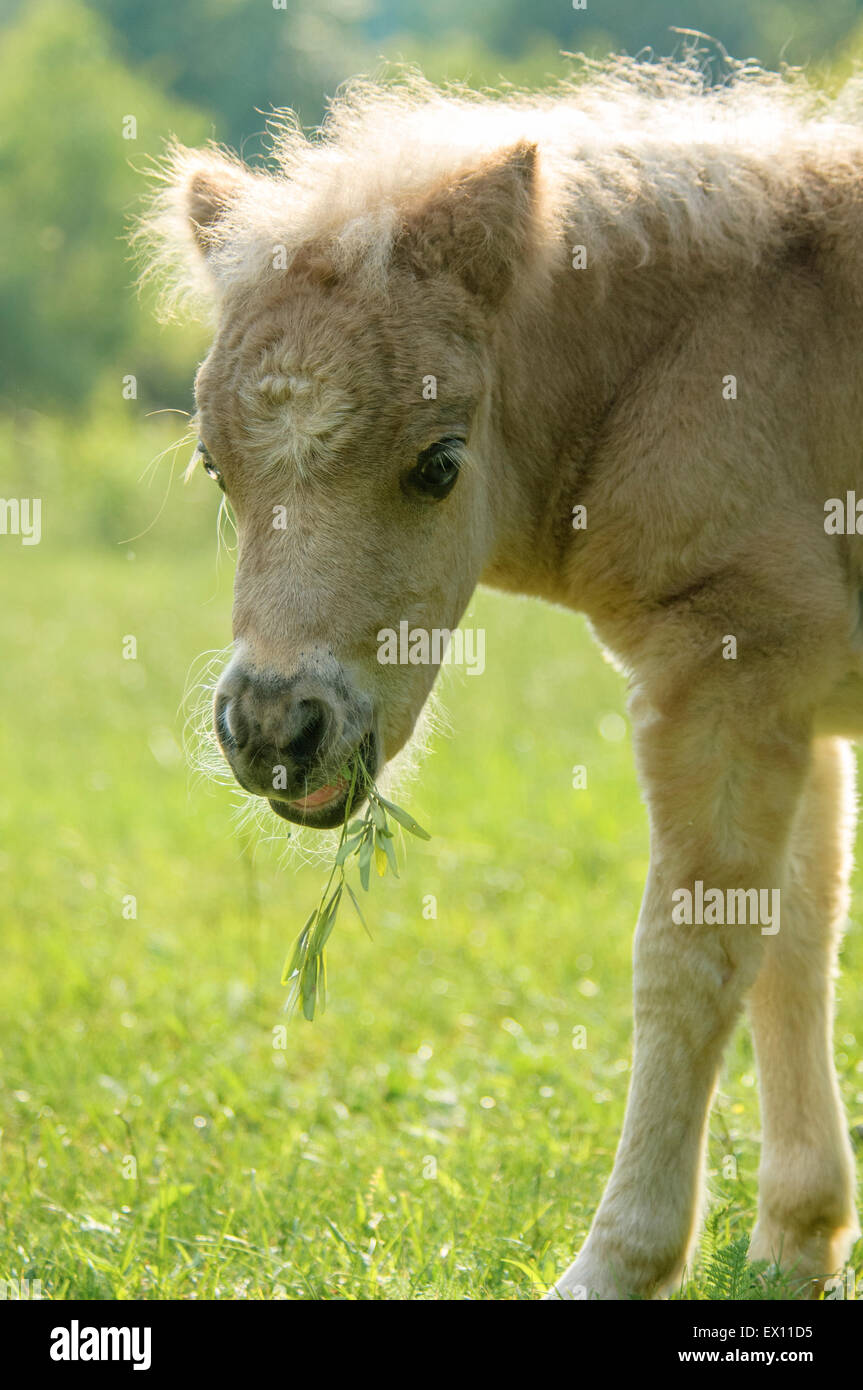 Puledro e puledra di cavallo immagini e fotografie stock ad alta ...