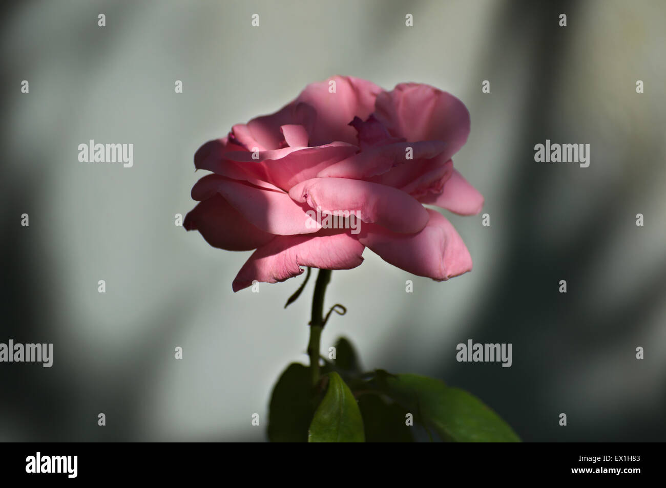 Rosa rosa piccola immagini e fotografie stock ad alta risoluzione - Alamy