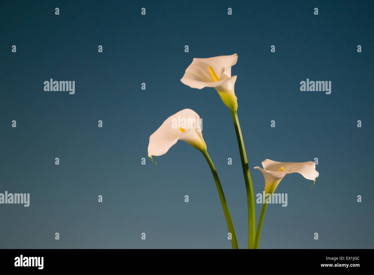 Calla fiore immagini e fotografie stock ad alta risoluzione - Alamy