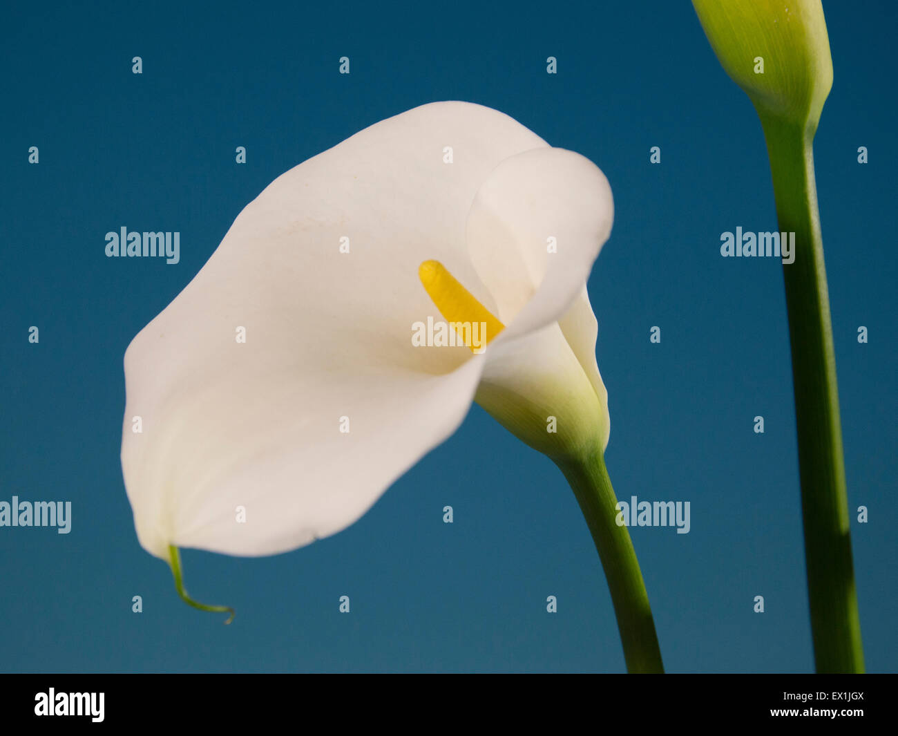 Calla fiore immagini e fotografie stock ad alta risoluzione - Alamy