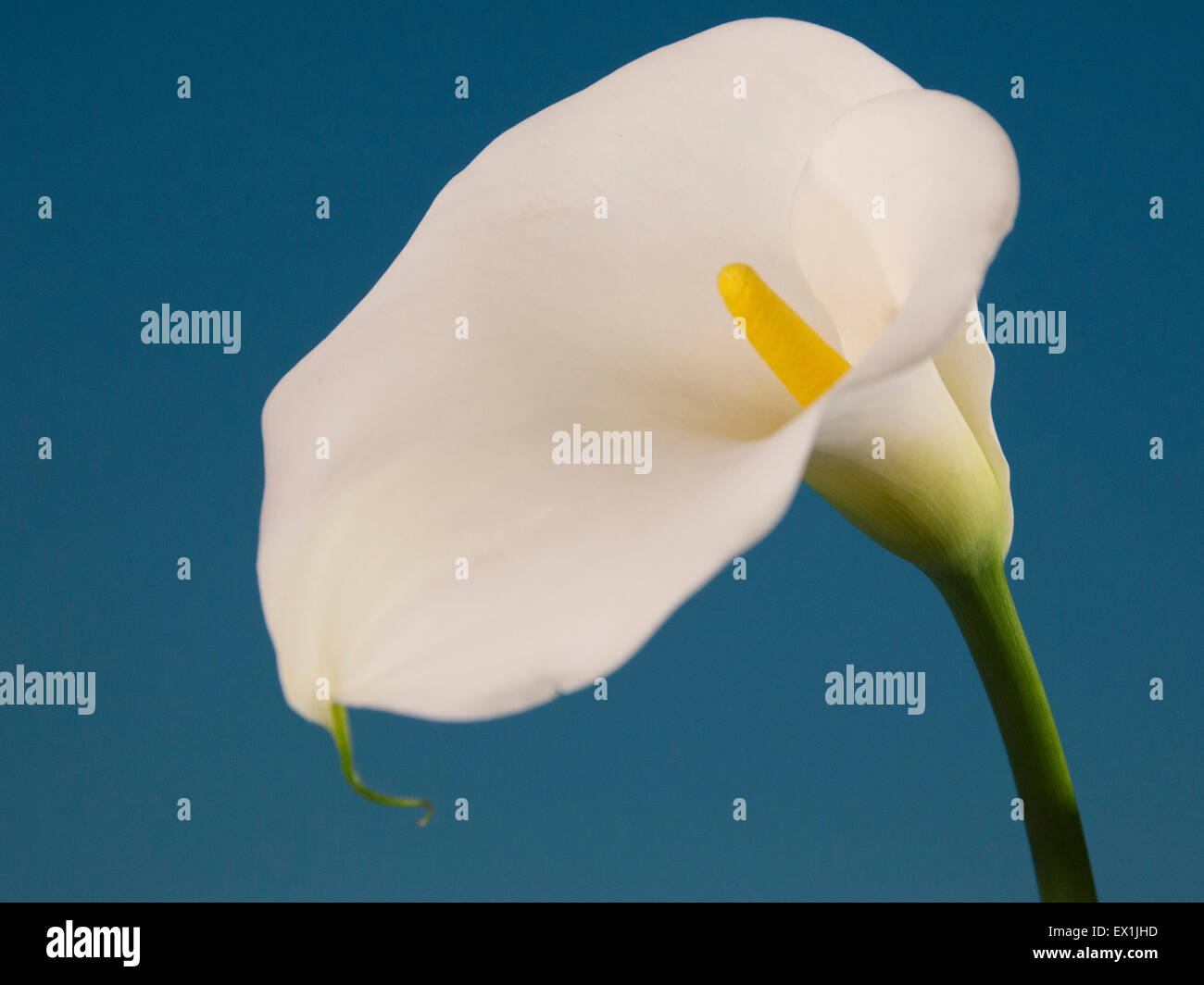 Fiore calla immagini e fotografie stock ad alta risoluzione - Alamy