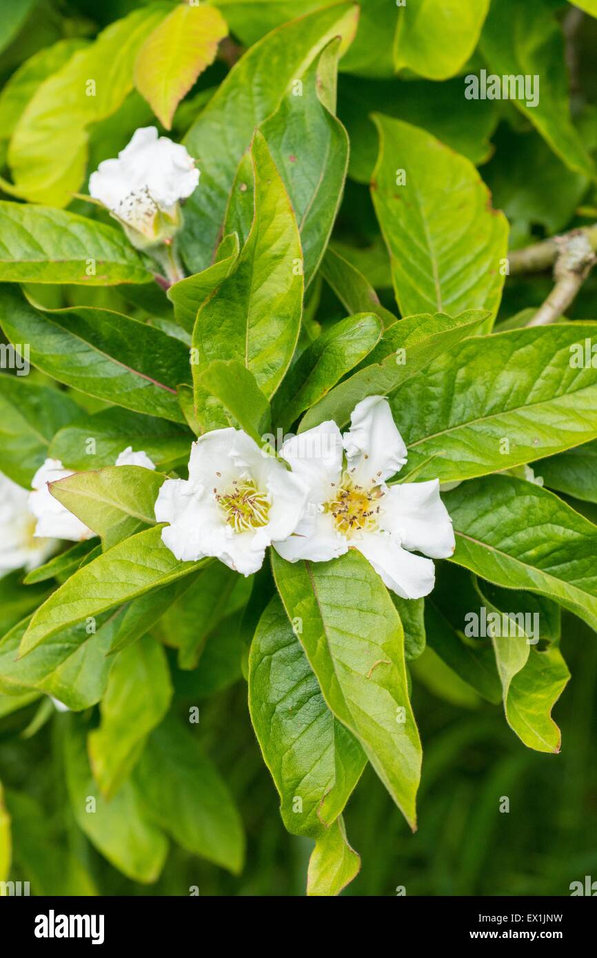 Nespola olandese mespilus germanica immagini e fotografie stock ad alta ...