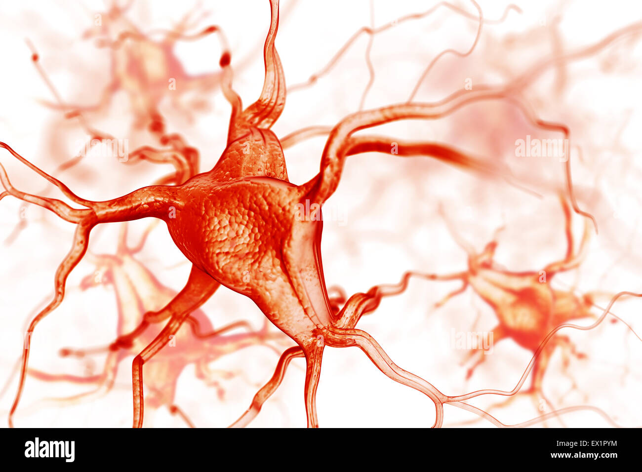 Nervi sensoriali immagini e fotografie stock ad alta risoluzione - Alamy