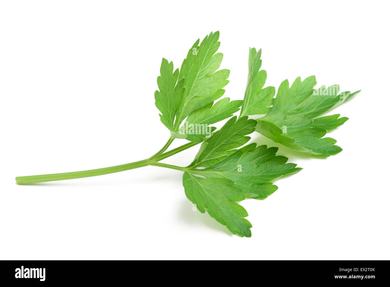 Ramo di prezzemolo immagini e fotografie stock ad alta risoluzione - Alamy