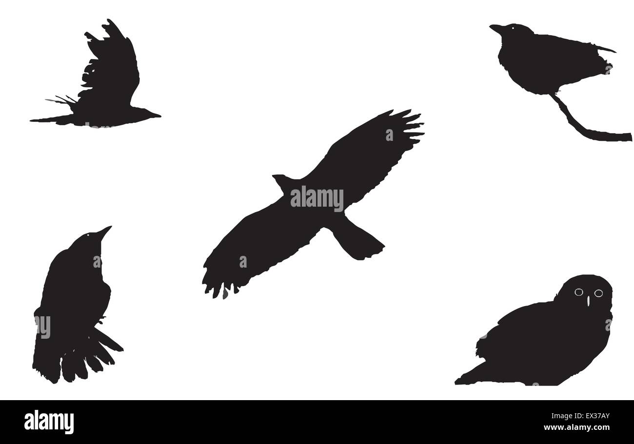 Sagome uccelli Immagini Vettoriali Stock - Alamy