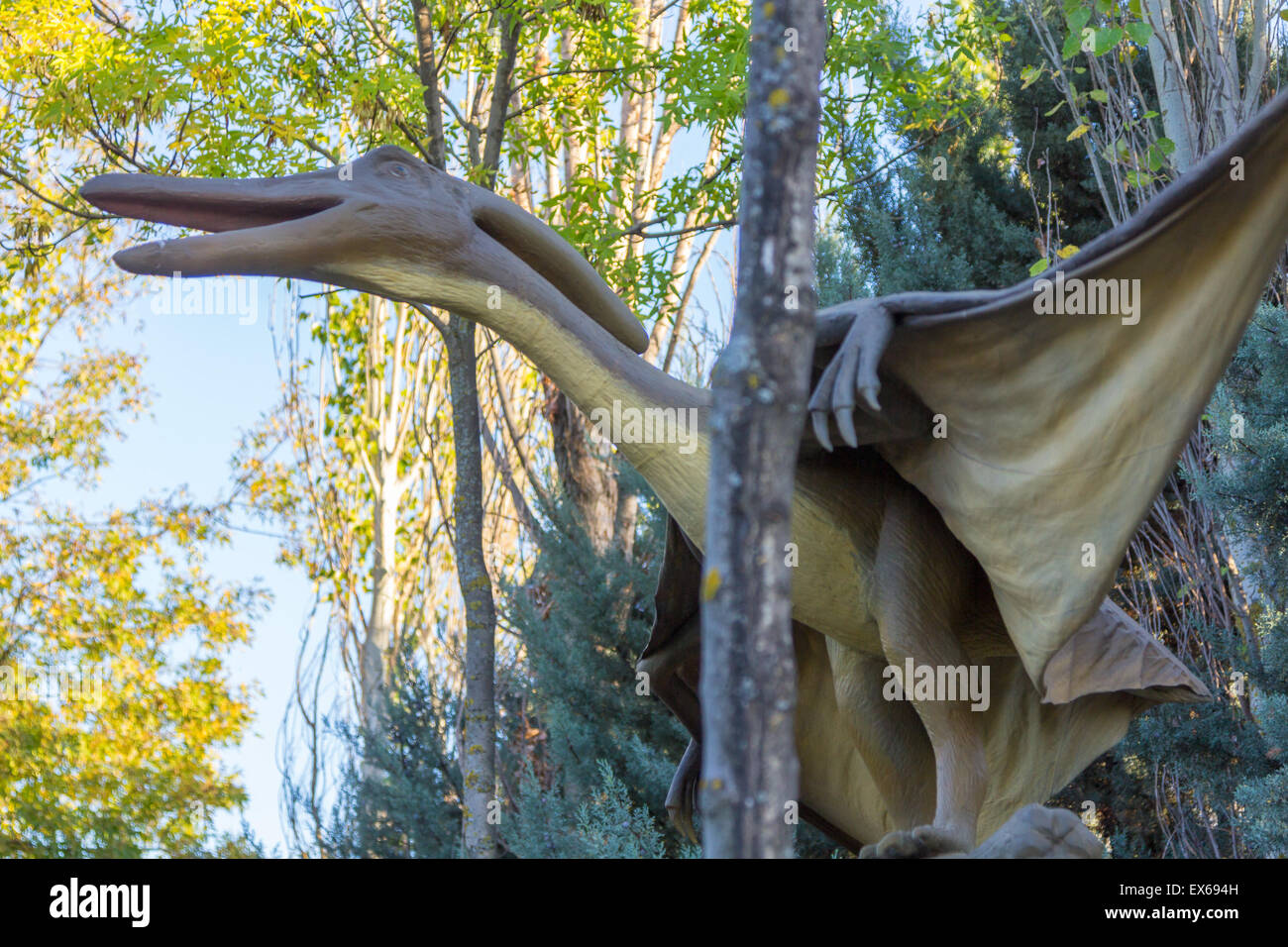 Pteranodon fossil immagini e fotografie stock ad alta risoluzione - Alamy