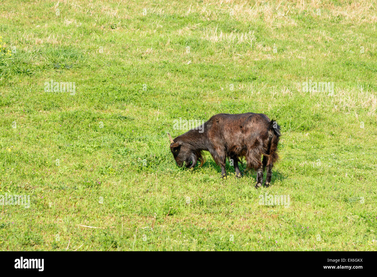 Capra in sfondo nero immagini e fotografie stock ad alta risoluzione ...