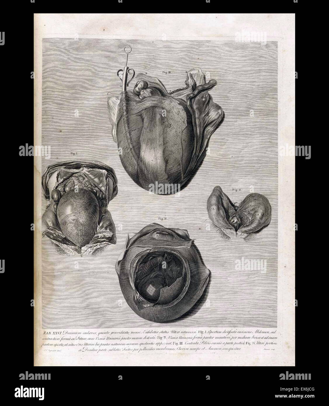 Tavole anatomiche da 'Anatomia uteri humani gravidi tabulis illustrata ...