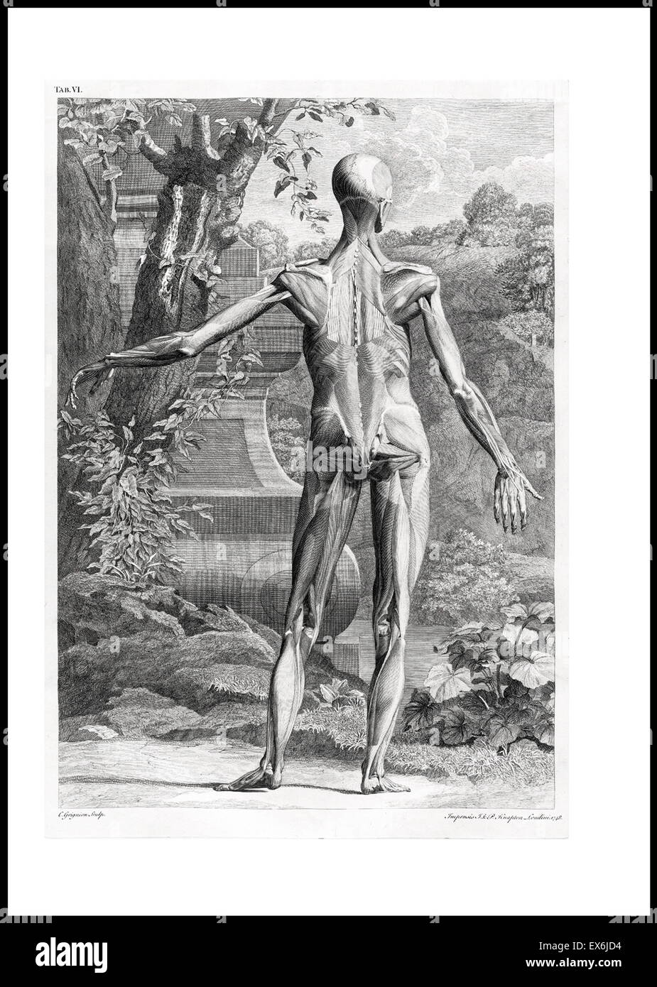 Disegni anatomici immagini e fotografie stock ad alta risoluzione - Alamy