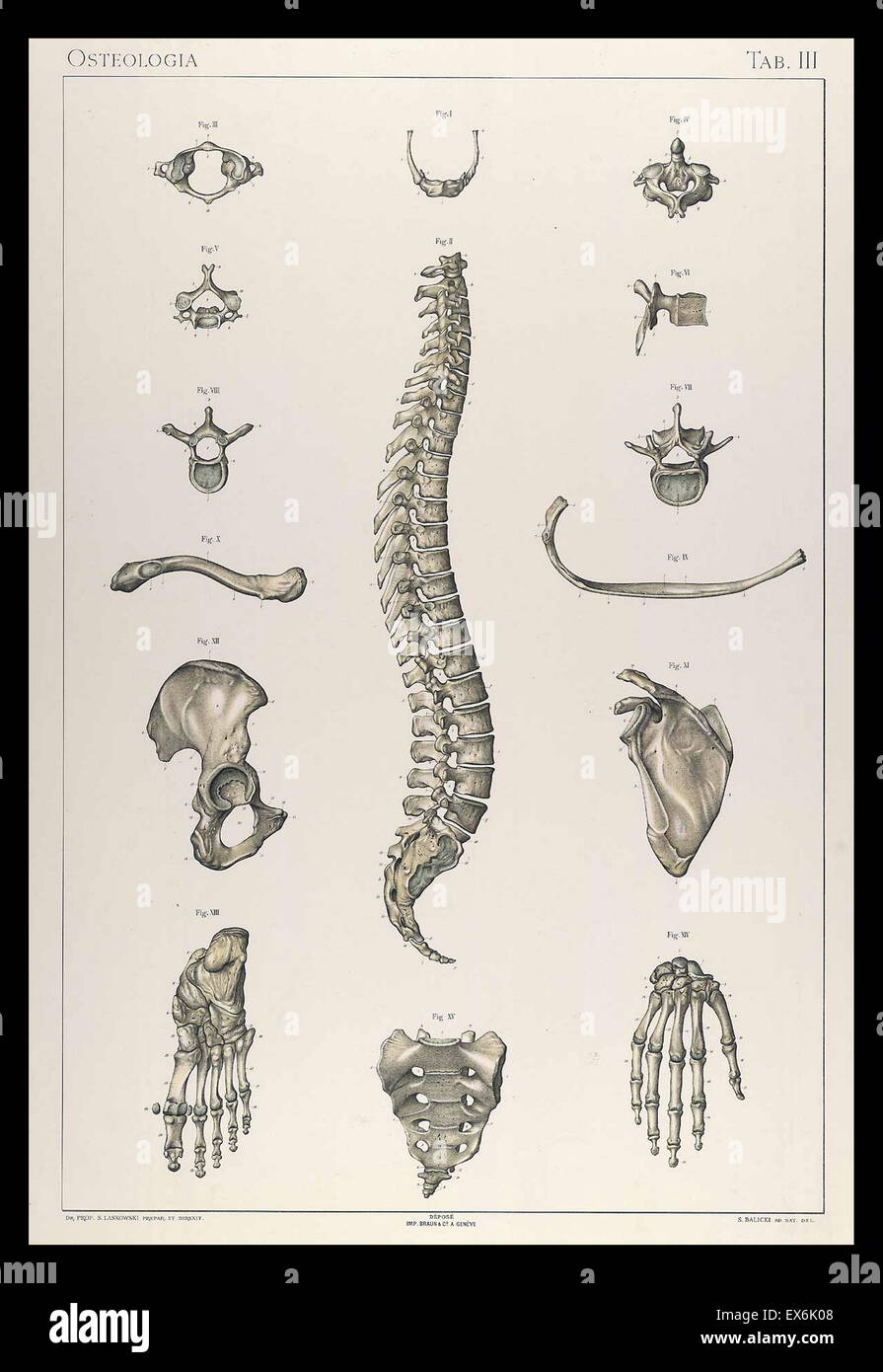 Anatomie normale du corps humain immagini e fotografie stock ad alta ...