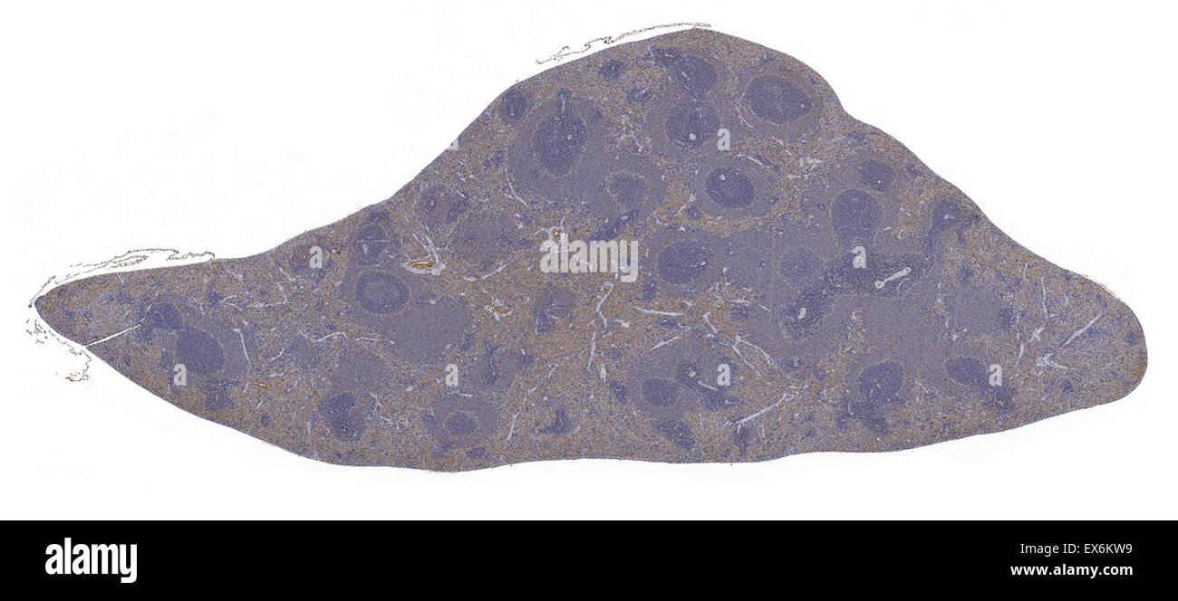 Citoplasma cellula animale immagini e fotografie stock ad alta ...