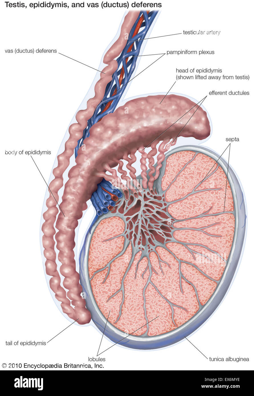 Il Testicolo Epididimo E Vas Dotto Deferens Foto Stock Alamy