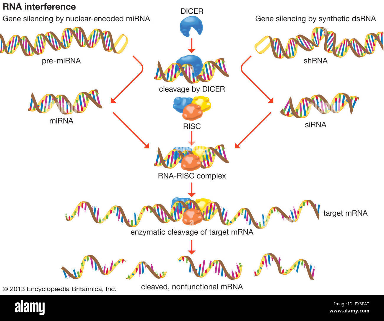 Diagrammi di interferenza di rna interferenza di rna immagini e ...