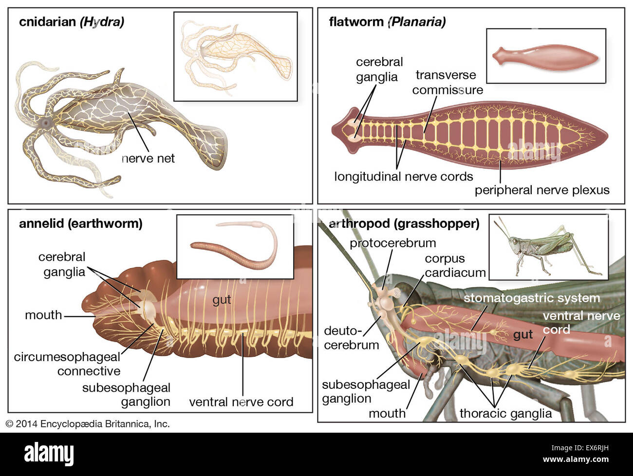 Sistema nervoso degli anellidi diagrammi animali immagini e fotografie ...