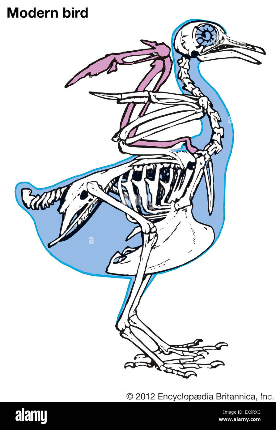 Scheletro di scheletri immagini e fotografie stock ad alta risoluzione ...