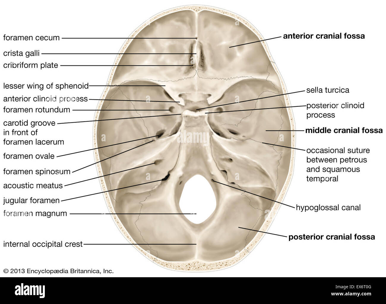 Sistema scheletrico di anatomia immagini e fotografie stock ad alta ...