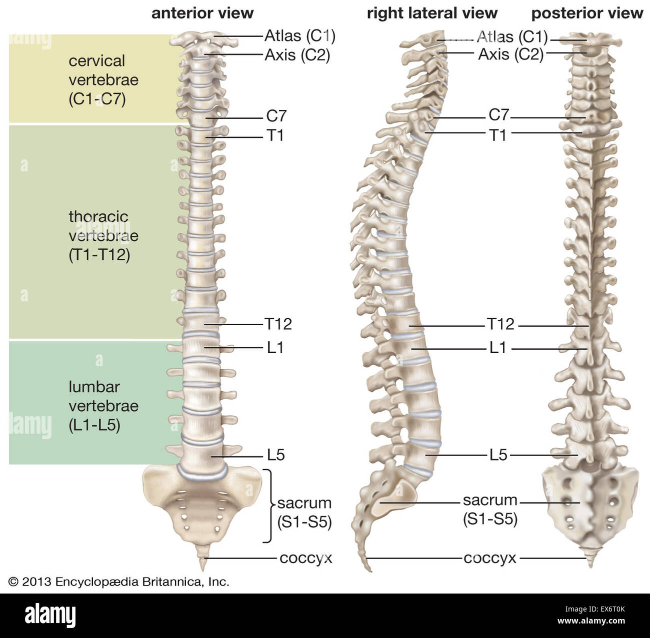 Colonna vertebrale immagini e fotografie stock ad alta risoluzione - Alamy