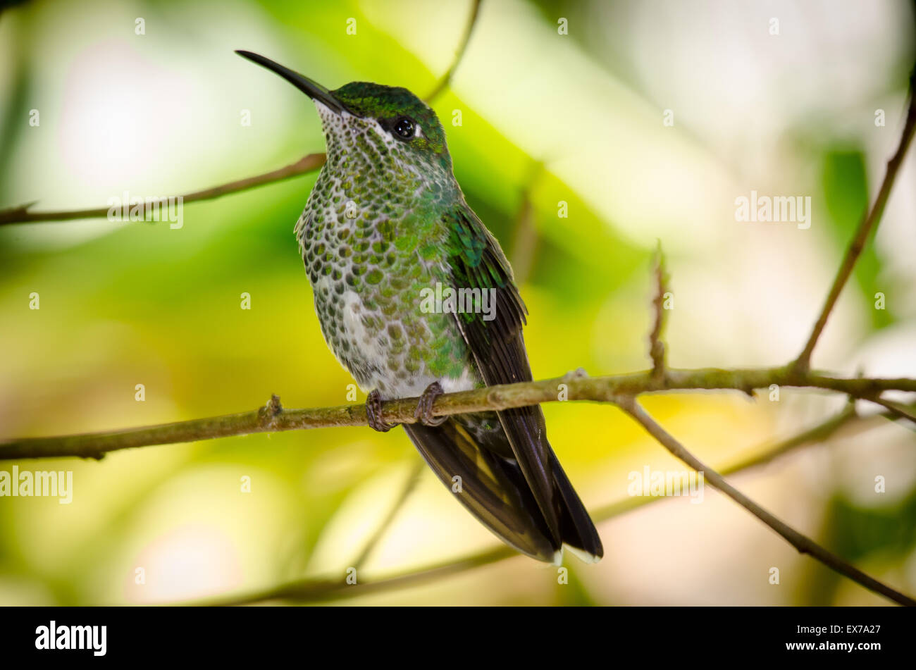 Uccello giallo e verde immagini e fotografie stock ad alta risoluzione ...