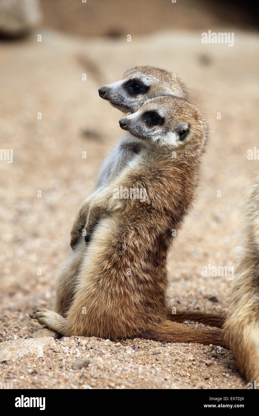 Due suricati suricata suricati in namibia immagini e fotografie stock ...