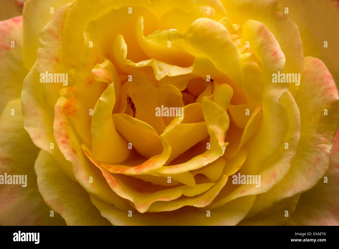 Sfondo rosa gialla immagini e fotografie stock ad alta risoluzione - Alamy