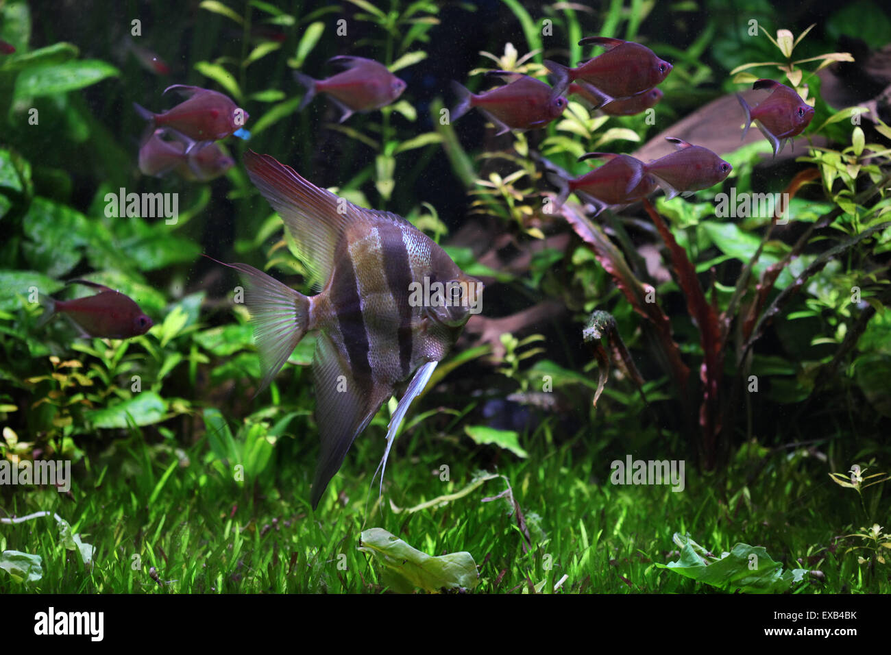 Altum angelfish pterophyllum altum immagini e fotografie stock ad alta ...