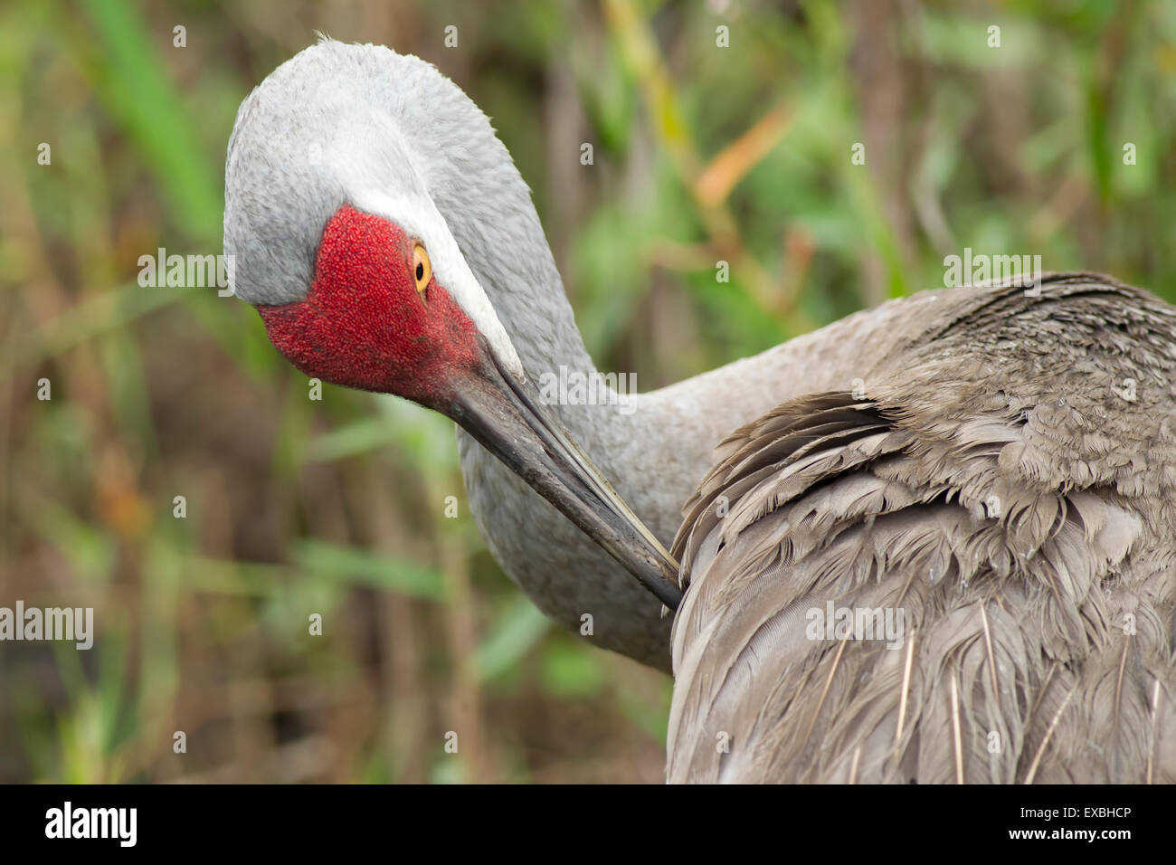 Crane Bird Immagini e Fotos Stock - Alamy