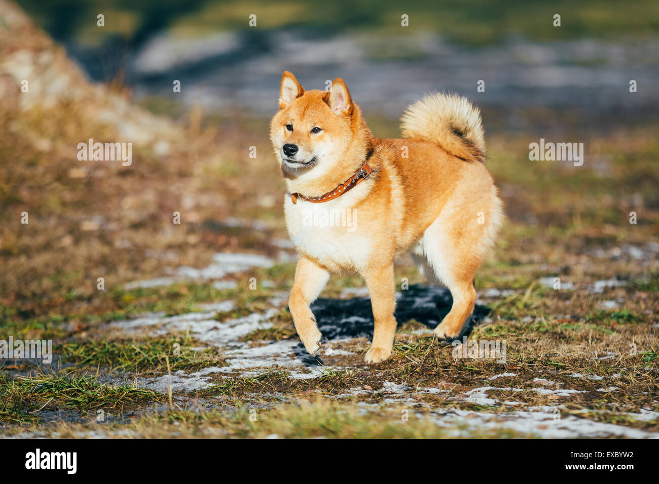 Giovane e bella Red Shiba Inu cucciolo di cane di stare all'aperto in ...