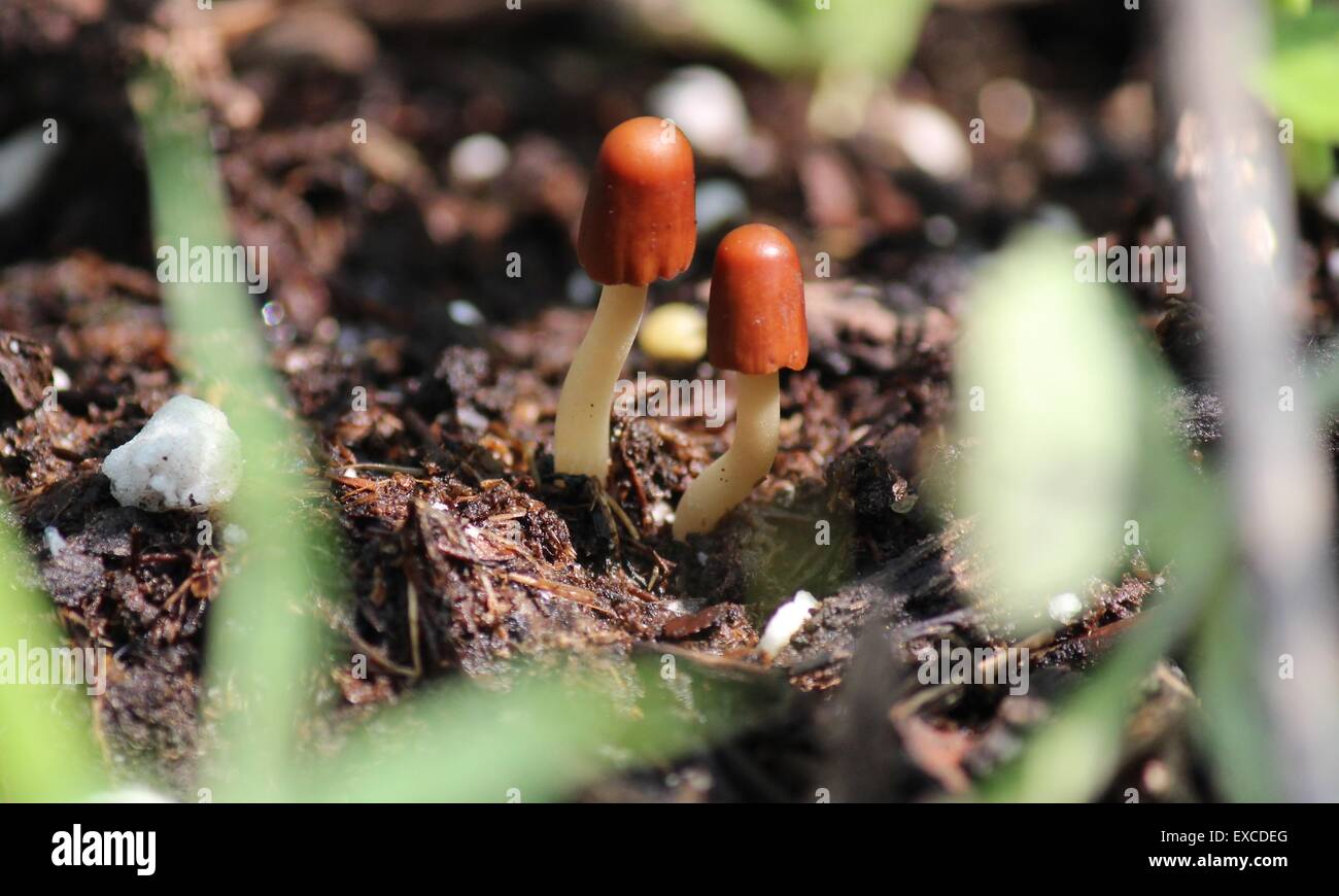Funghi filamentosi immagini e fotografie stock ad alta risoluzione - Alamy