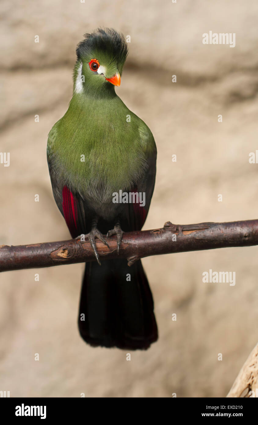 Touraco dalle guance bianche immagini e fotografie stock ad alta ...