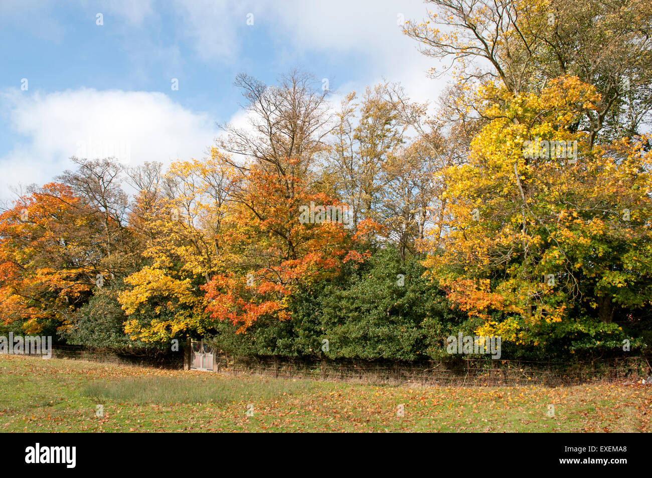 Acer campestre autumn immagini e fotografie stock ad alta risoluzione ...