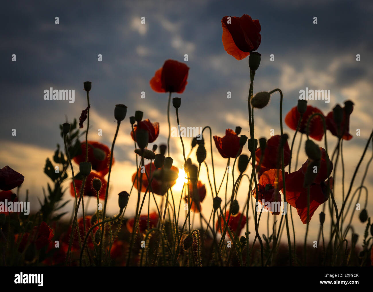 Campo di papaveri al tramonto immagini e fotografie stock ad alta ...