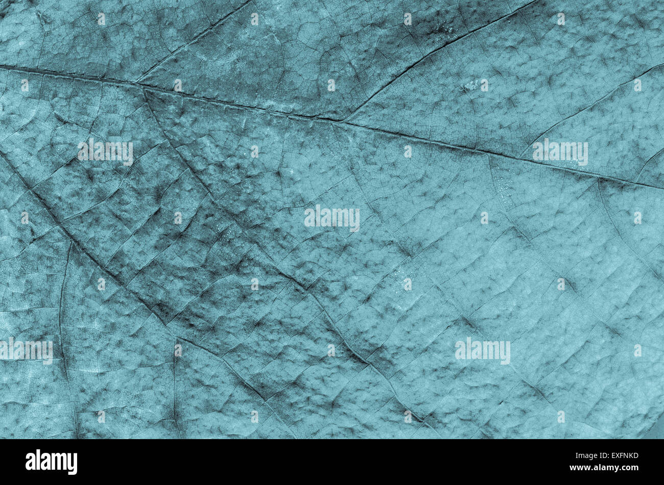 Sfondo texture foglia immagini e fotografie stock ad alta risoluzione ...
