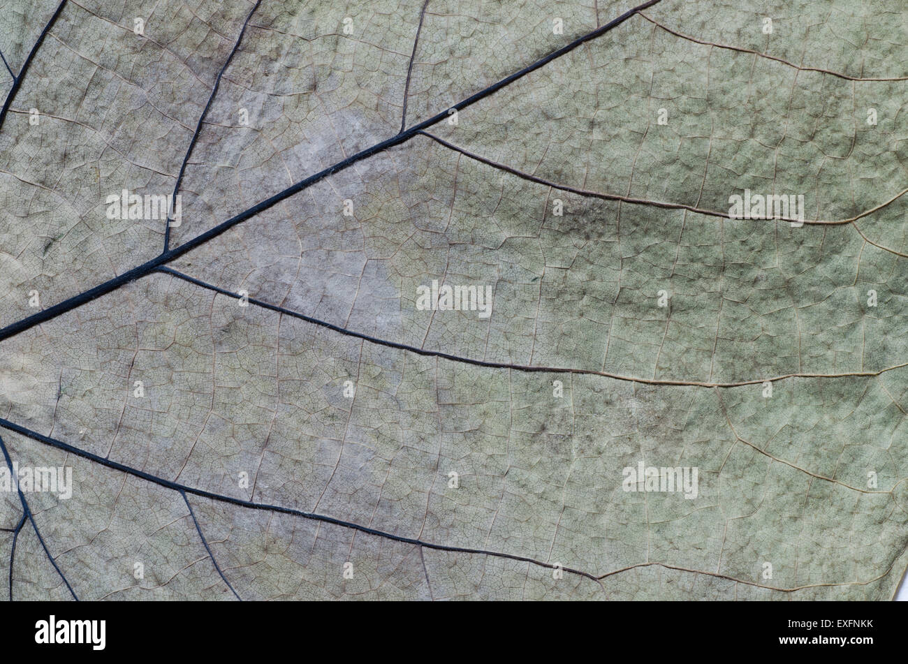 Sfondo texture foglia immagini e fotografie stock ad alta risoluzione ...