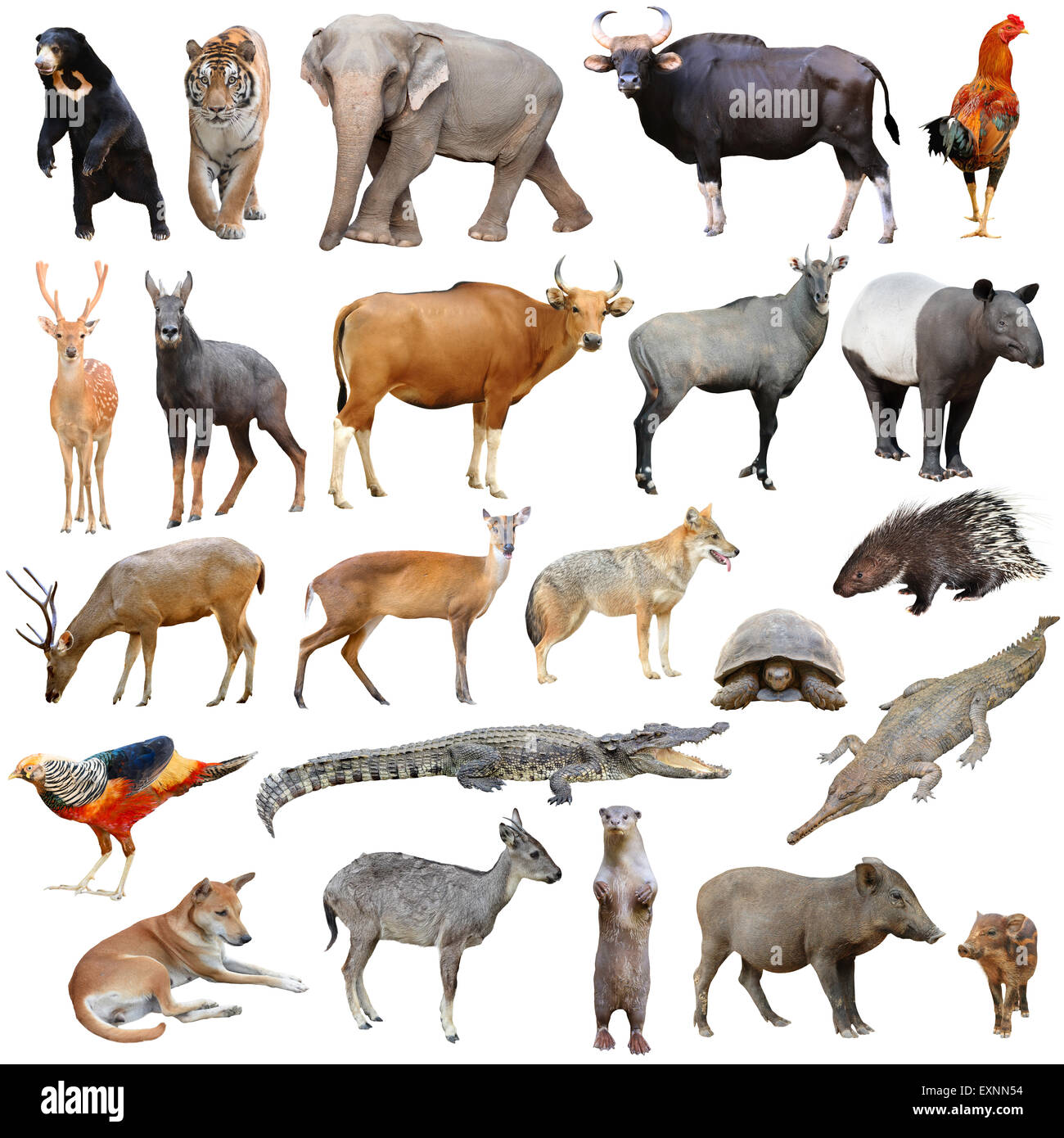 Fauna selvatica dell'asia immagini e fotografie stock ad alta ...