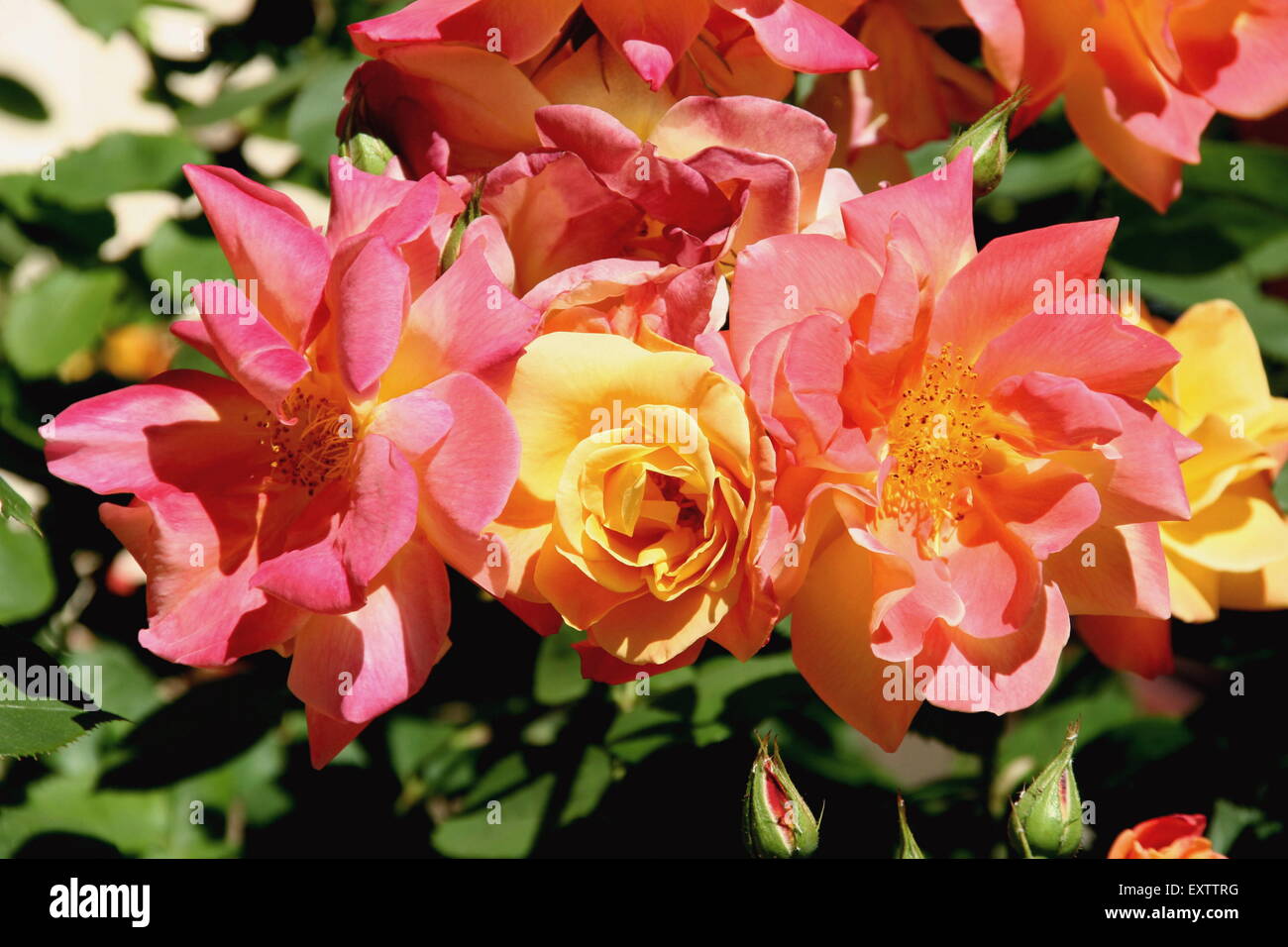 Cespuglio di rose gialle immagini e fotografie stock ad alta ...