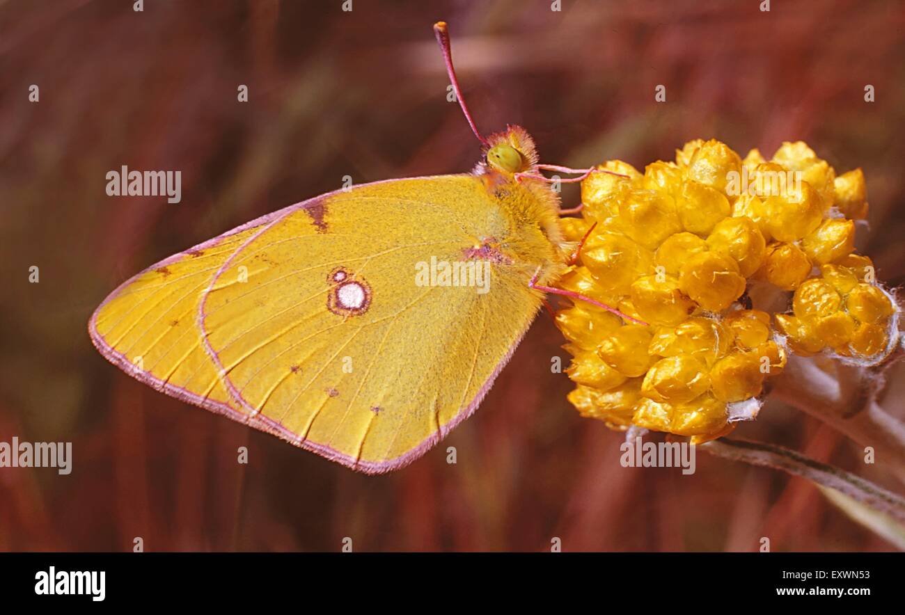 Farfalla gialla immagini e fotografie stock ad alta risoluzione - Alamy