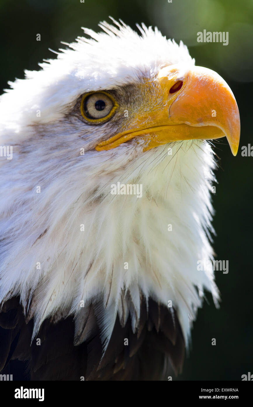 Aquila calva america immagini e fotografie stock ad alta risoluzione ...