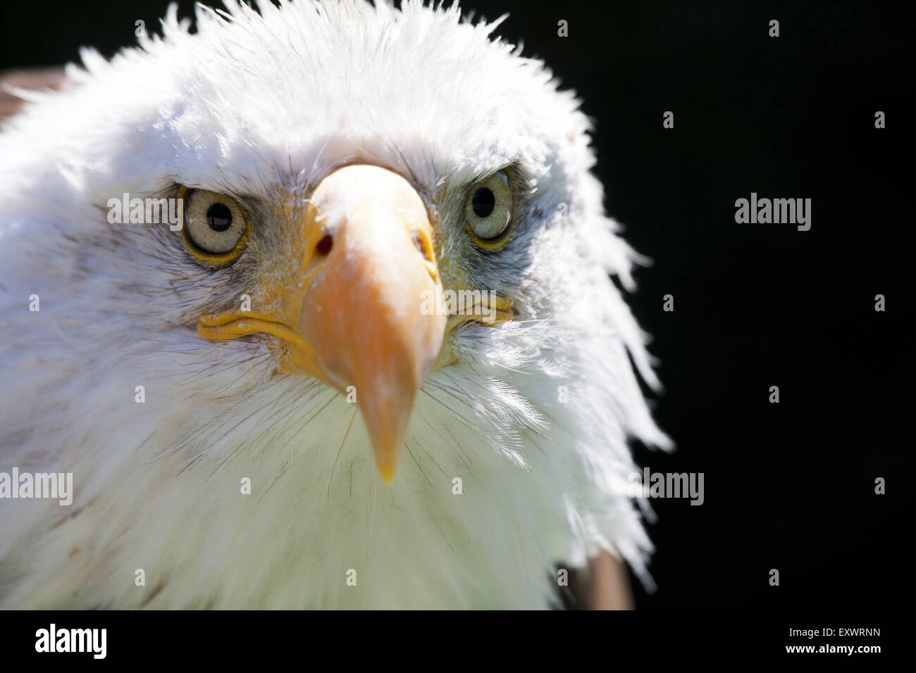 Aquila calva america immagini e fotografie stock ad alta risoluzione ...