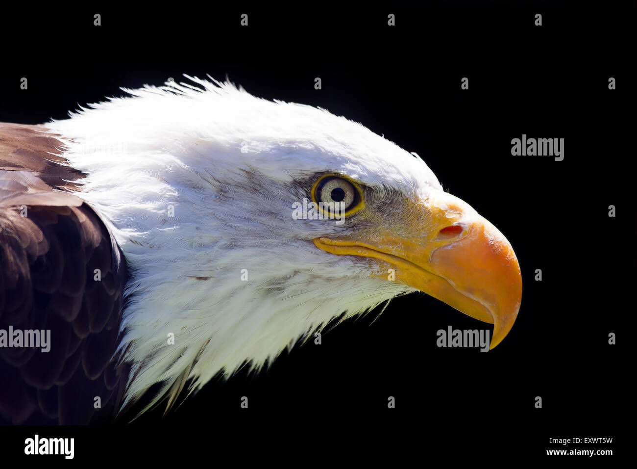 Aquila calva america immagini e fotografie stock ad alta risoluzione ...