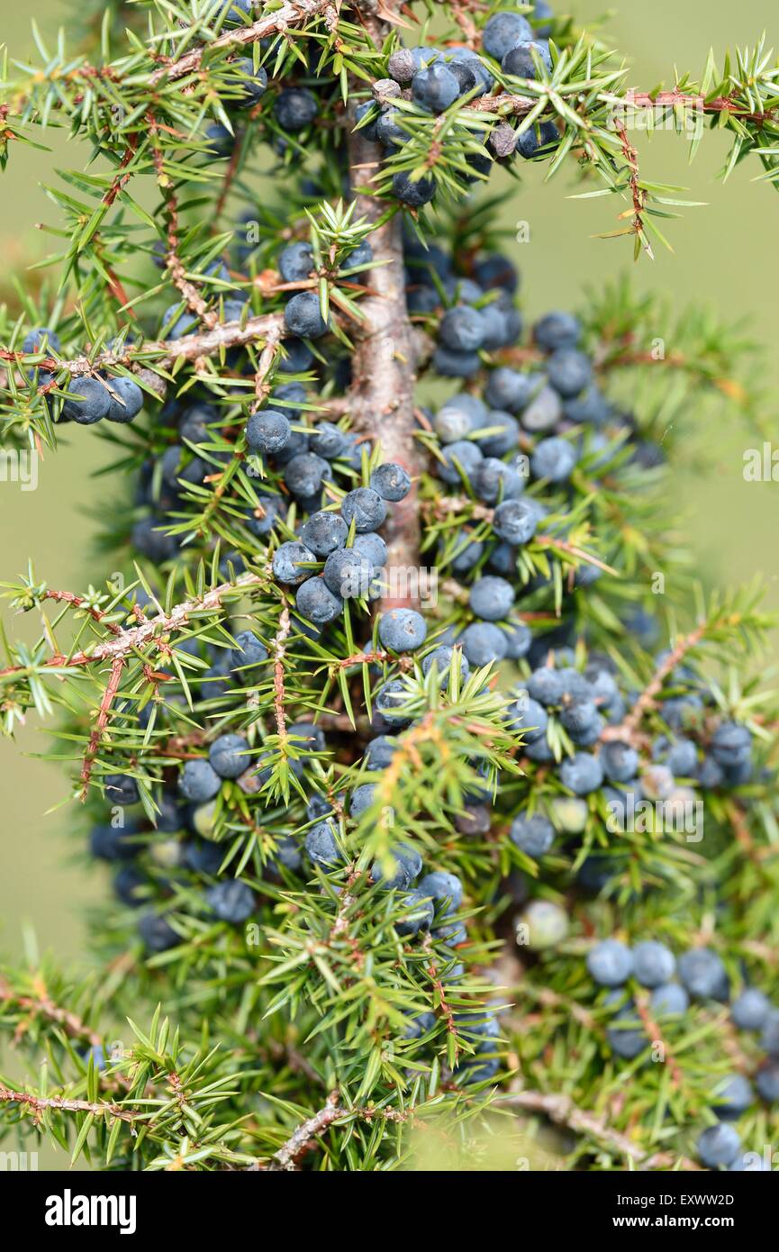 Ginepro comune immagini e fotografie stock ad alta risoluzione - Alamy